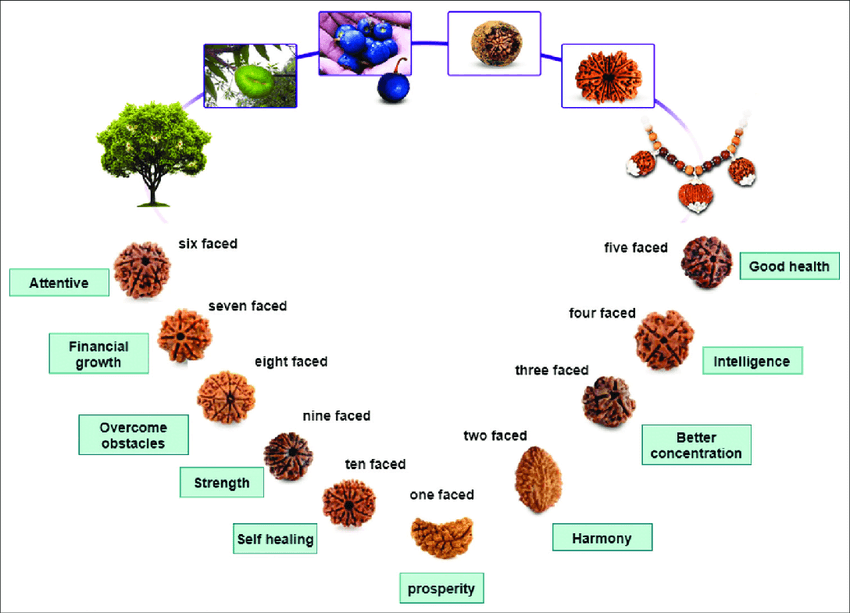 The benefits of Rudraksha are not only religious but scientific as well ...